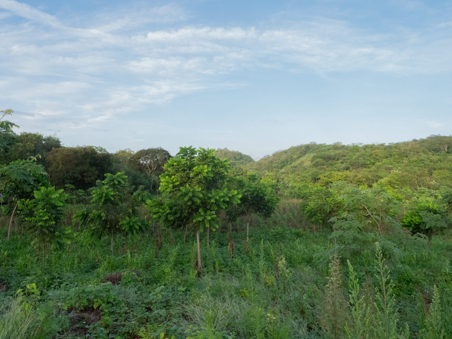 Biogenic carbon emissions - how to report in your sustainability report